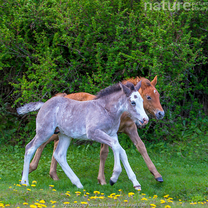 Stock photo of Two semi-wild Criollo foals, a gray sabino colt and a ...