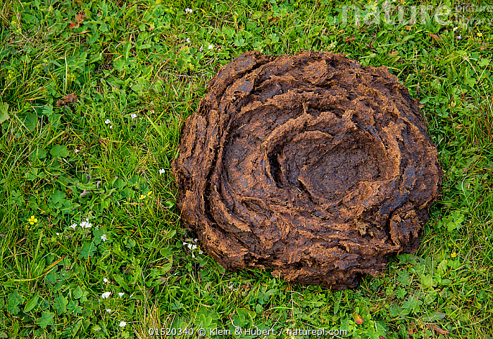 Stock photo of Cow pat / domestic cow dung, in Alpine meadow, Alps ...