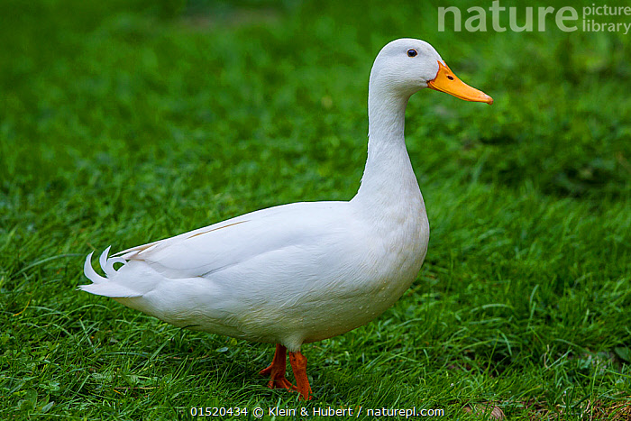 Stock photo of White domestic duck profile, in grass, Germany ...