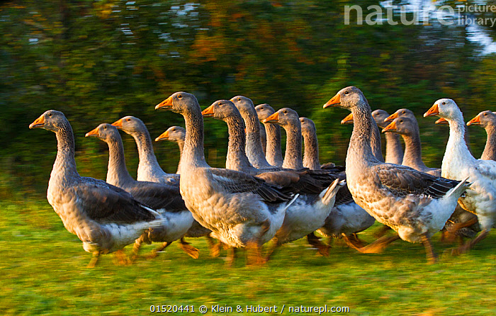Stock photo of Domestic geese flock running through grass in autumn ...