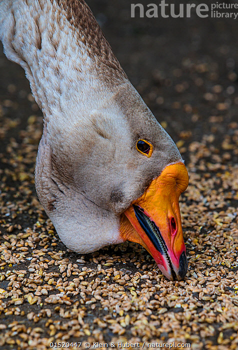 Stock photo of Toulouse domestic goose male feeding, showing the ...