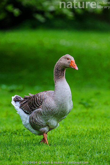 Stock photo of Pomeranian domestic goose walking through grass, Germany ...