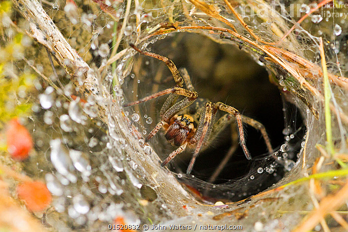 Stock photo of Labyrinth spider (Agelena labyrinhthica) at entrance of ...