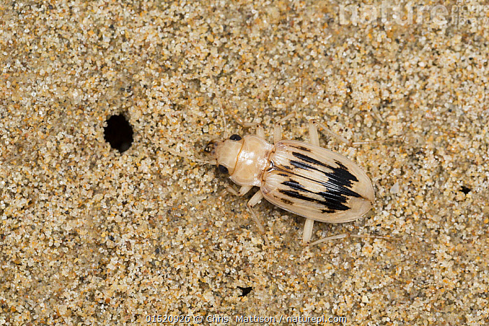 Stock photo of Strandline beetle, (Nebria complanata) Gower Peninsula ...
