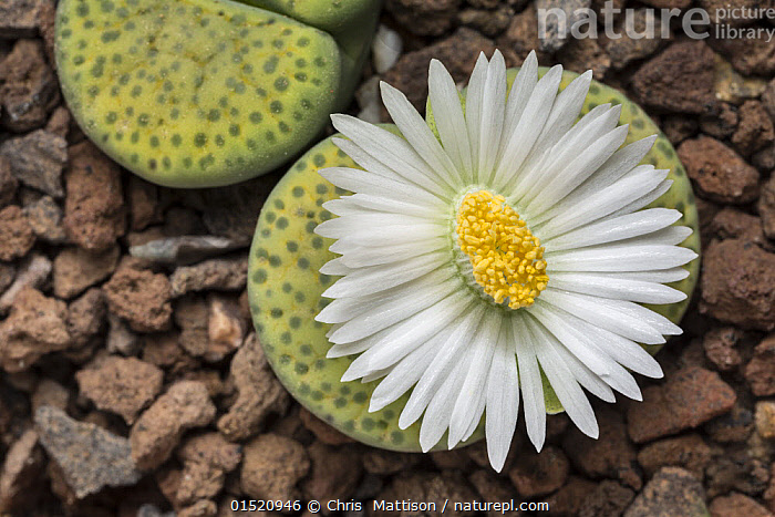 Stock photo of Living stone plant flower (Lithops fulviceps "aurea ...
