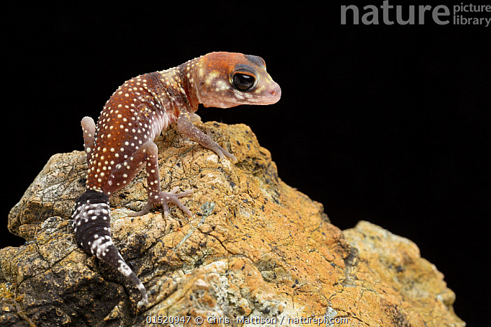 Stock photo of Australian barking gecko (Underwoodisaurus milii ...