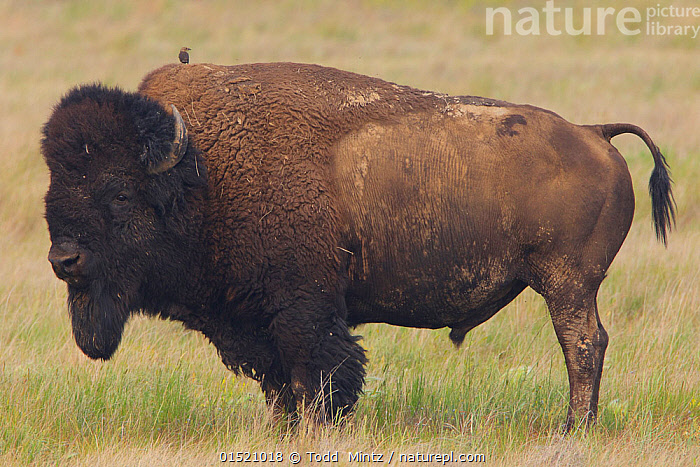 Stock photo of American bison (Bison bison) on the prairie, Grasslands ...