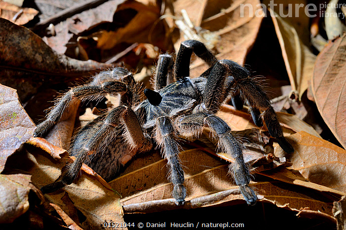Stock photo of Horned birdspider (Ceratogyrus marshalli) captive ...