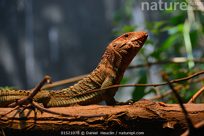Stock photo of Northern caiman lizard (Dracaena guianensis) feeding on ...