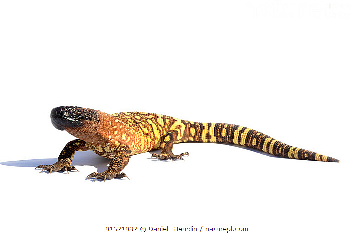 Stock photo of Mexican beaded lizard (Heloderma horridum) captive ...