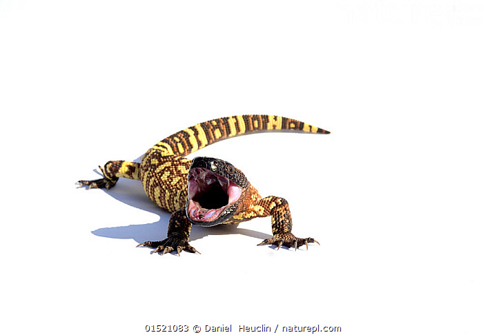 Stock photo of Mexican beaded lizard (Heloderma horridum) captive ...