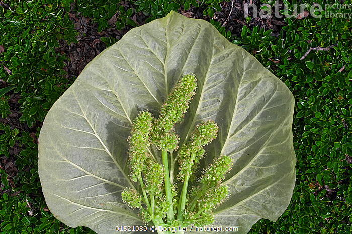 Stock photo of Noble rhubarb (Rheum nobile) leaf and flowers, Mount ...