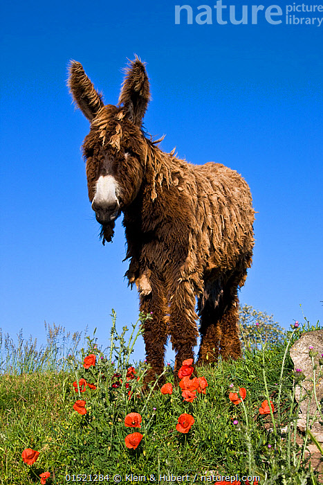 Stock photo of Domestic Poitou donkey in field with Poppies (Papaver ...