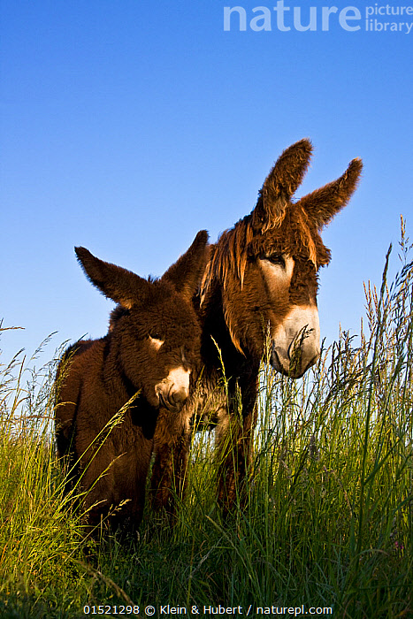 Stock photo of Domestic Poitou donkey jenny and foal, France ...