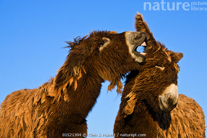 Stock photo of Two domestic Poitou donkeys, one grooming the others ...