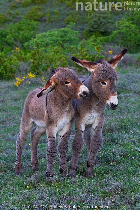 Stock photo of Domestic Provence donkey foals playing in garrigue ...