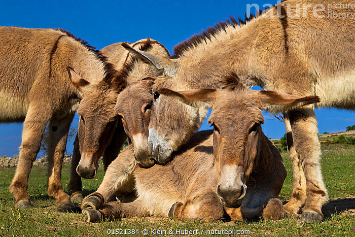 Stock photo of Domestic Provence donkeys dust bathing, France ...