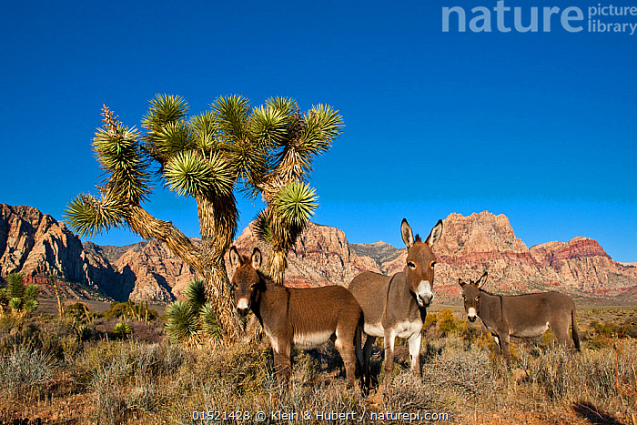 Stock photo of Wild donkey / Burro jenny and colt near Joshua trees ...