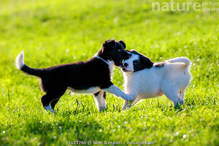 Stock photo of Border collie puppies play fighting in field, France ...