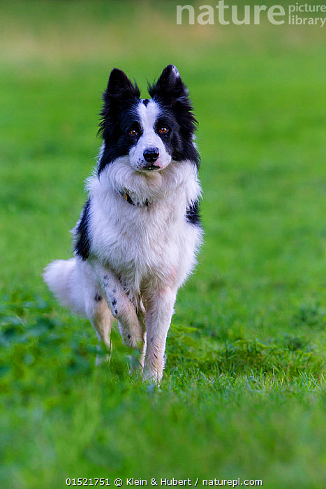 Stock photo of Border collie adult walking in field, France.. Available ...