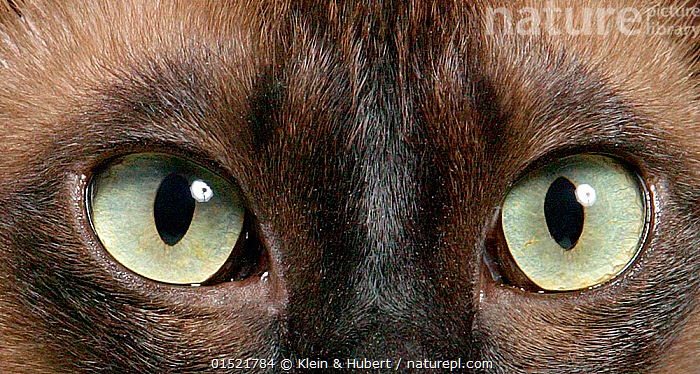 Stock photo of Close up eyes of Tonkinese cat with natural mink coat ...