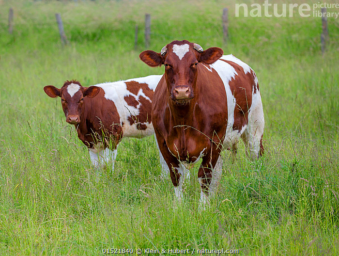 Stock photo of Maine-Anjou cattle cow and calf standing in a meadow in ...