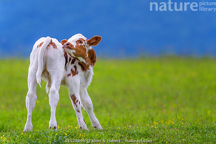 Stock photo of Simmental x Holstein domestic cow calf (age one week ...