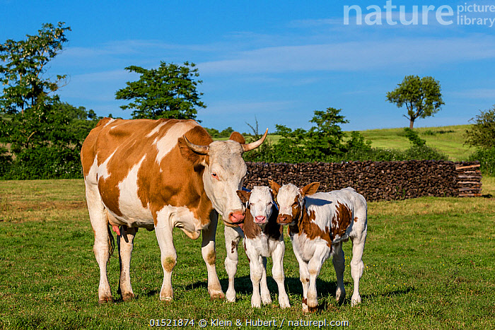 Stock photo of Simmental cow with two calves, age two weeks, France ...