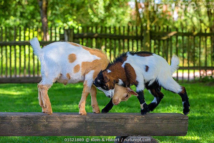 Pygmy Goats Fighting Goats Added To Queensland Rail's Fleet To Manage