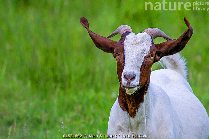 Stock photo of Boer goat doe running in field with ears. France ...