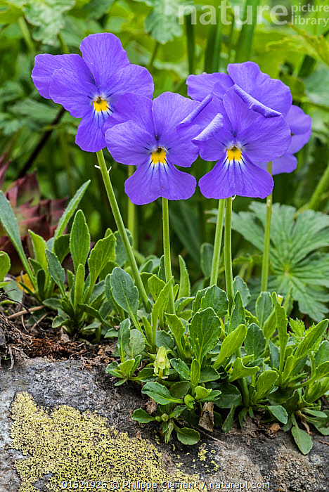 Stock photo of Long-spurred violet (Viola calcarata) in flower, Val ...