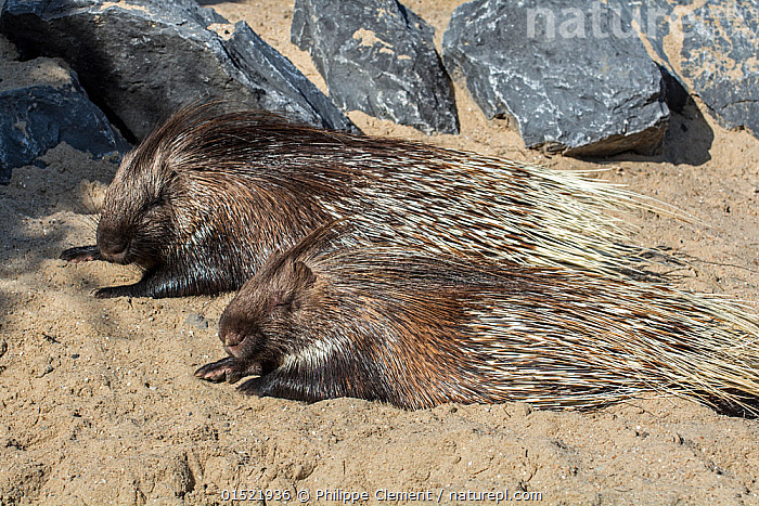 Stock photo of Two Indian crested porcupines (Hystrix indica) resting ...