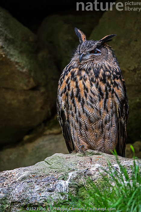 Stock photo of Eurasian eagle owl (Bubo bubo) sitting on rock ledge in ...