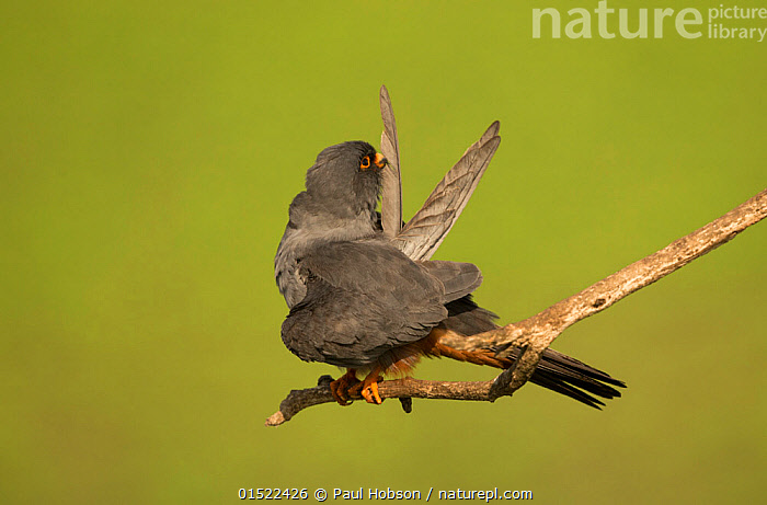 Stock photo of Red-footed falcon (Falco vespertinus) preening, Hungary ...