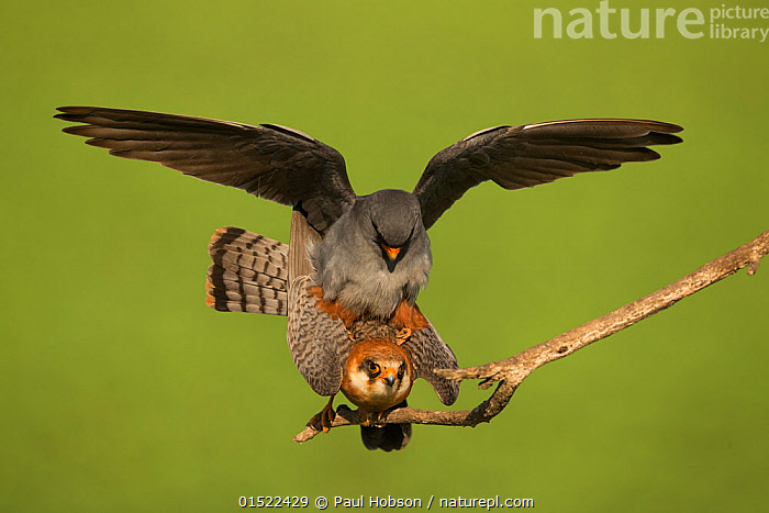 Stock photo of Red-footed falcon (Falco vespertinus) pair mating ...