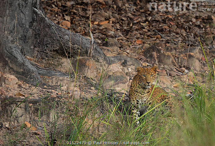 Stock photo of Indian leopard (Panthera pardus fusca) among rocks and ...