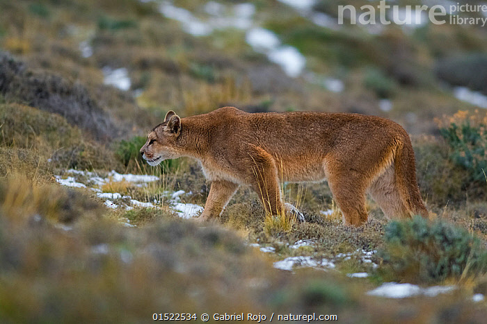 Stock photo of Puma (Puma concolor) in high altitude habitat, Torres ...