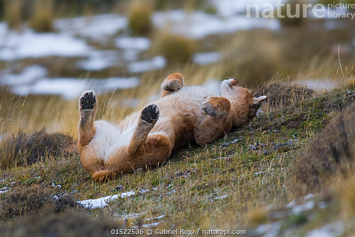 Stock photo of Puma (Puma concolor) rolling on back, Torres del Paine ...