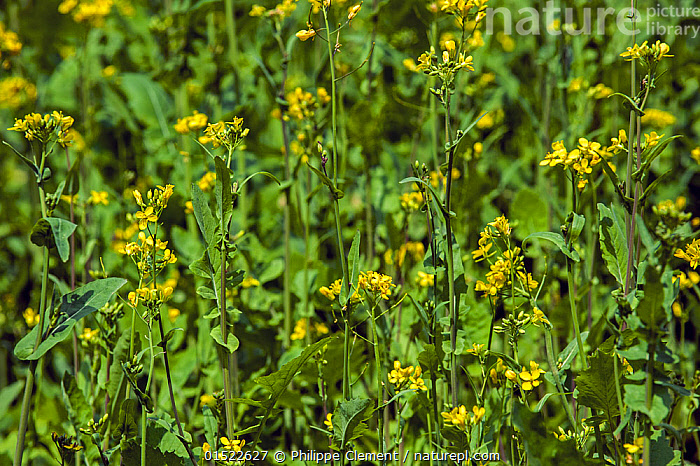 Brassica Rapa Stock Photo Of Rapeseed Flowers (Brassica Rapa Subsp.