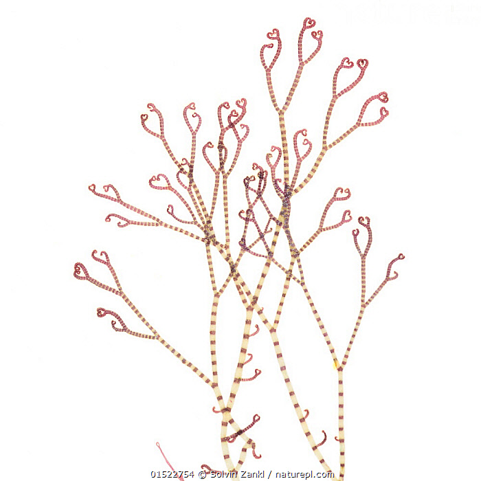 Stock photo of Red algae (Ceramium ciliatum) from Roscoff, Bretagne ...