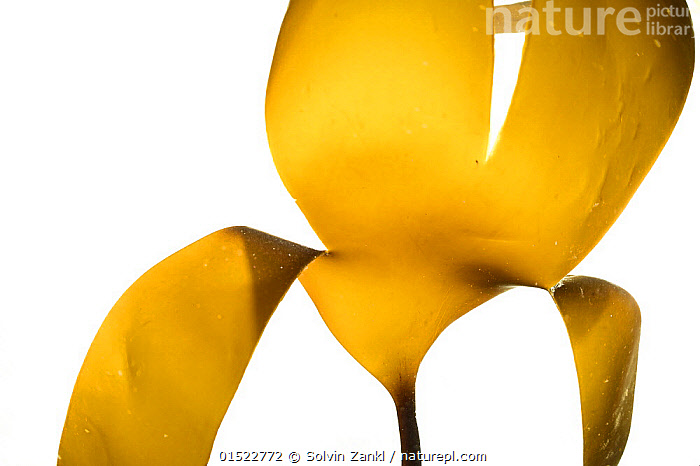 Stock photo of Oarweed (Laminaria digitata) from Roscoff, France, April ...