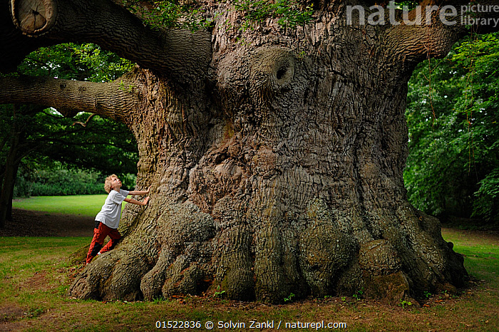 Stock photo of Boy looking up at English oak tree (Quercus robur ...
