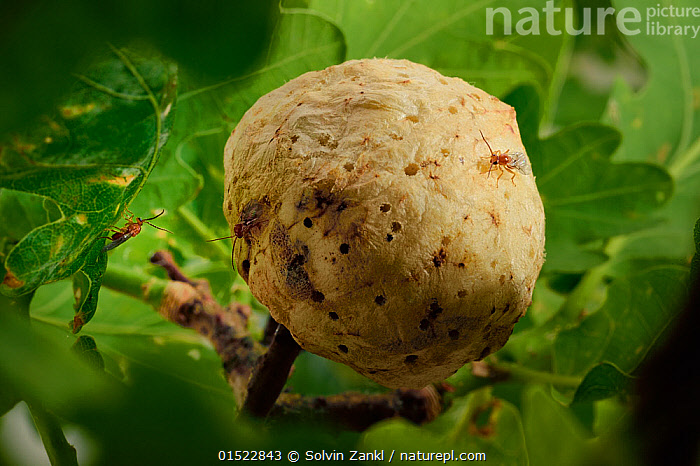 Stock photo of Gall wasp (Biorhiza pallida) gall on oak tree ...