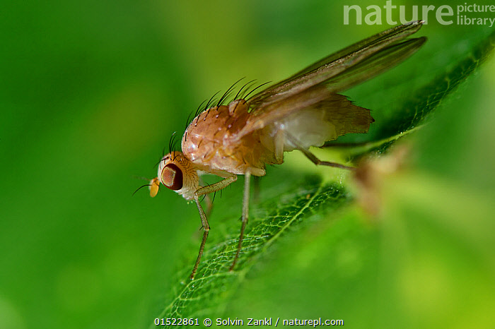 Stock photo of Lauxaniid fly (Meiosimyza platycephala) on oak tree leaf ...