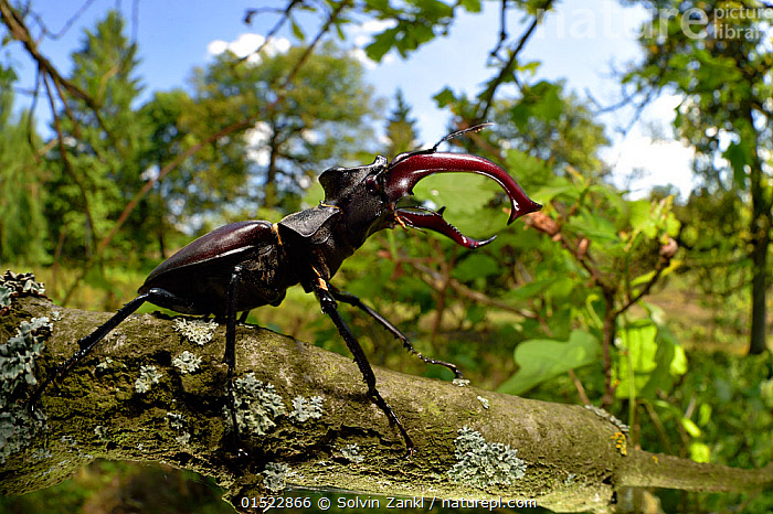 Stock photo of Stag beetle (Lucanus cervus) male on oak tree. Elbe ...