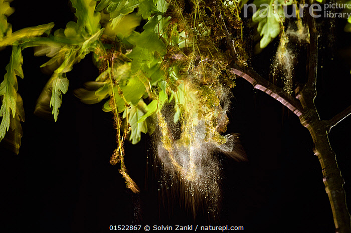 Stock photo of English oak tree (Quercus robur) male flowers (catkins ...