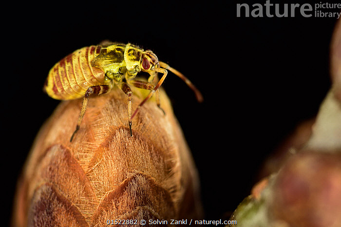 Stock photo of Leaf bug (Rhabdomiris striatellus) nymph on English oak ...