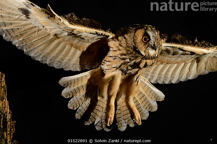 Stock photo of Long eared owl (Asio otus) in flight, taking off from ...