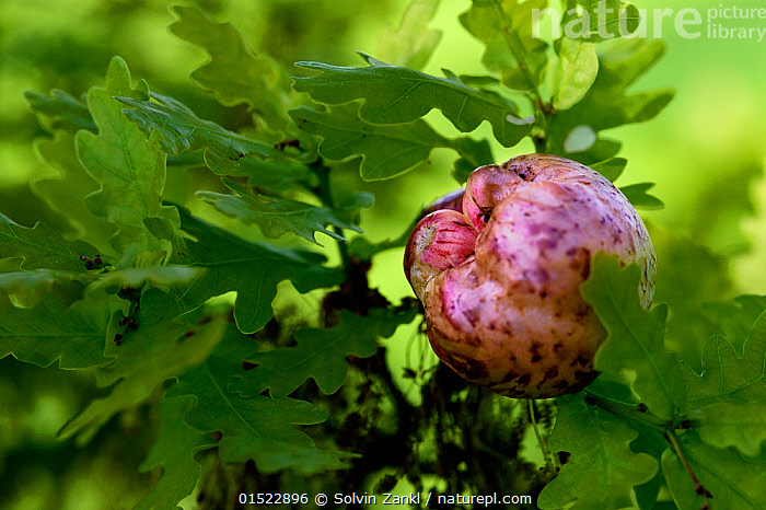 Stock photo of Gall wasp (Biorhiza pallida) gall on oak tree ...