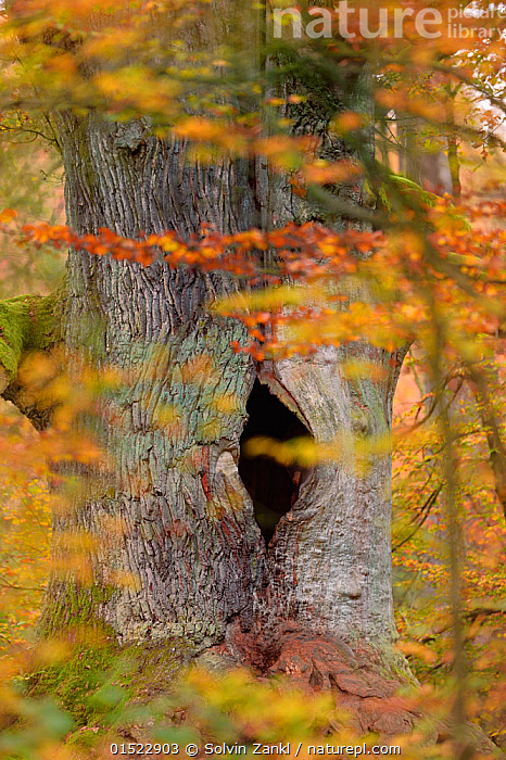 Oak Tree Trunk In Holes